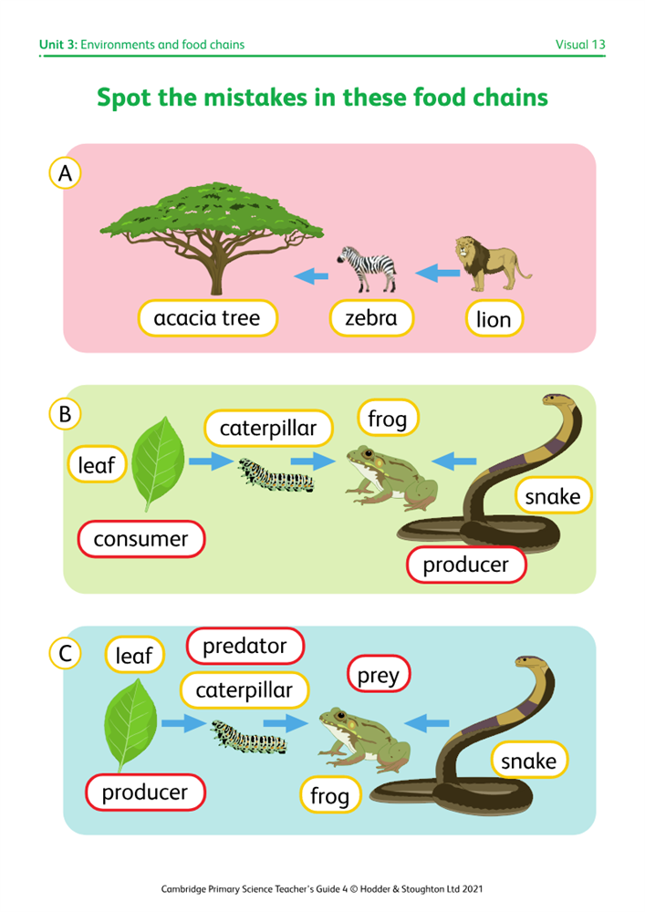 Visual 13: Spot the mistakes in these food chains | Boost