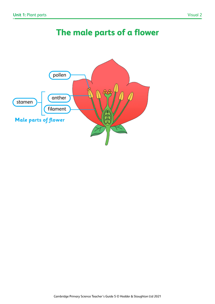 Parts Of A Flower For Kids 4th Grade