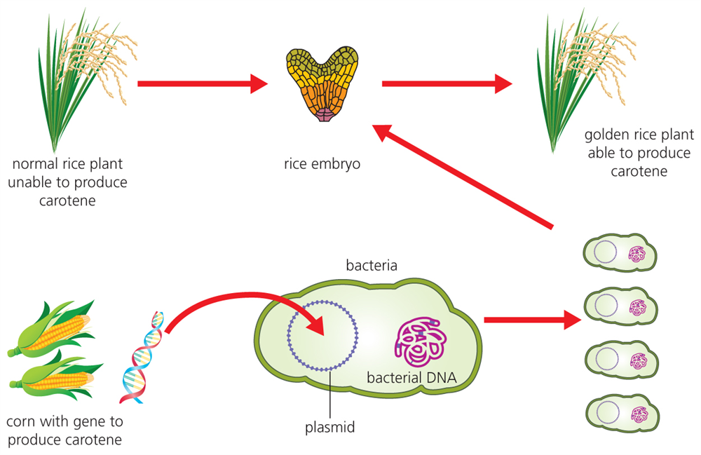 Figure 22.13 Production of golden rice | Boost