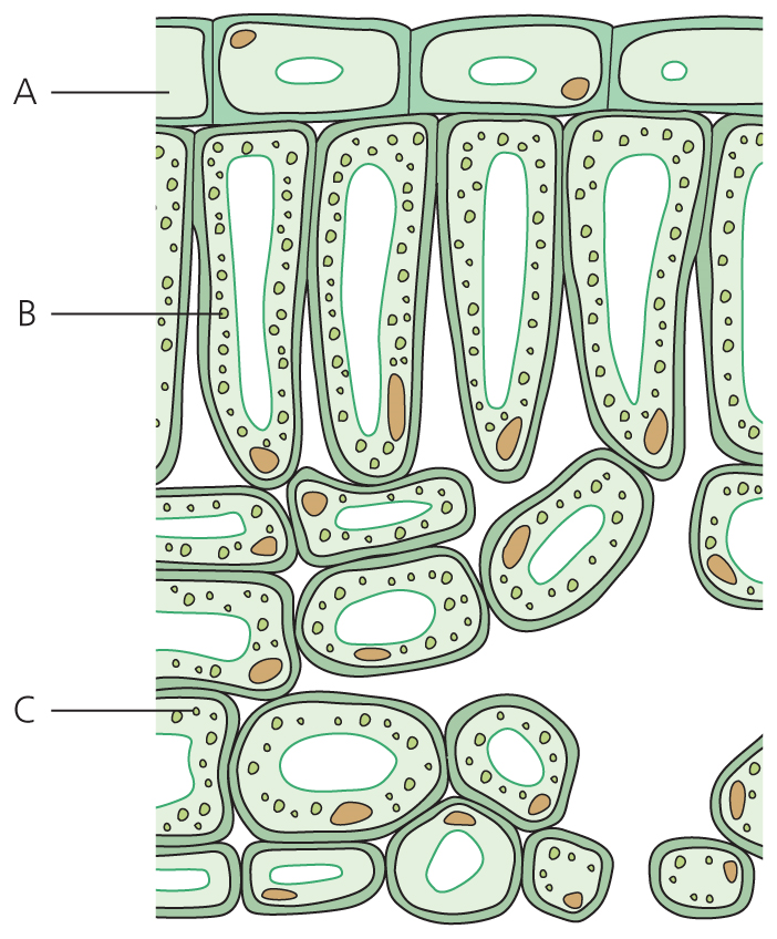 Figure 5.8 A cross-section part of a leaf | Boost