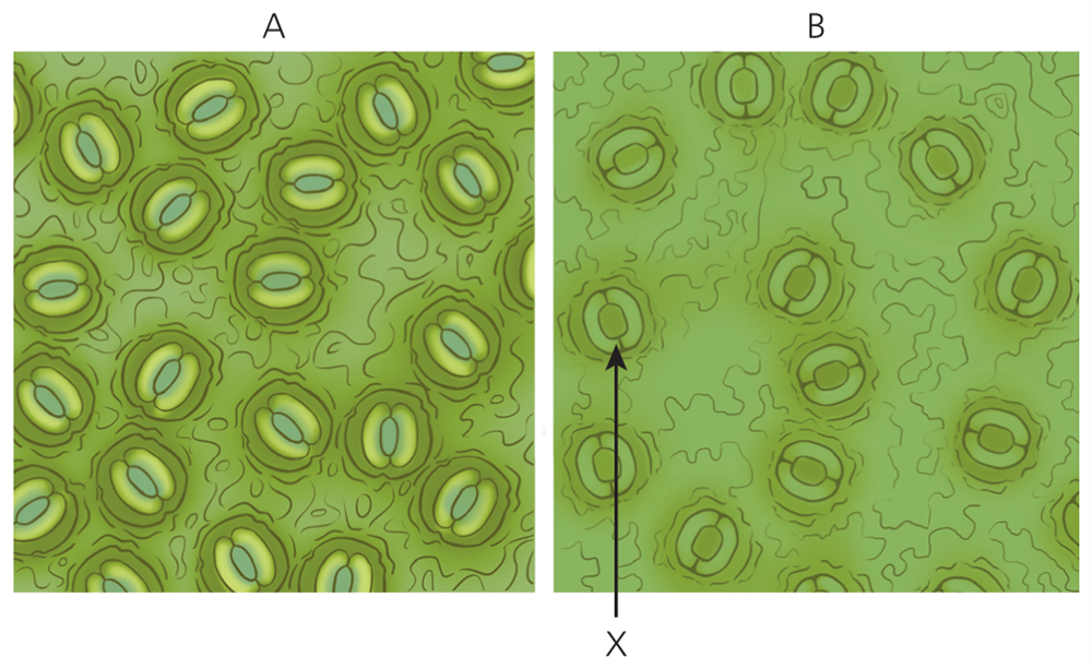 Figure 5.9 The arrangement of stomata on the underside of the leaves of ...
