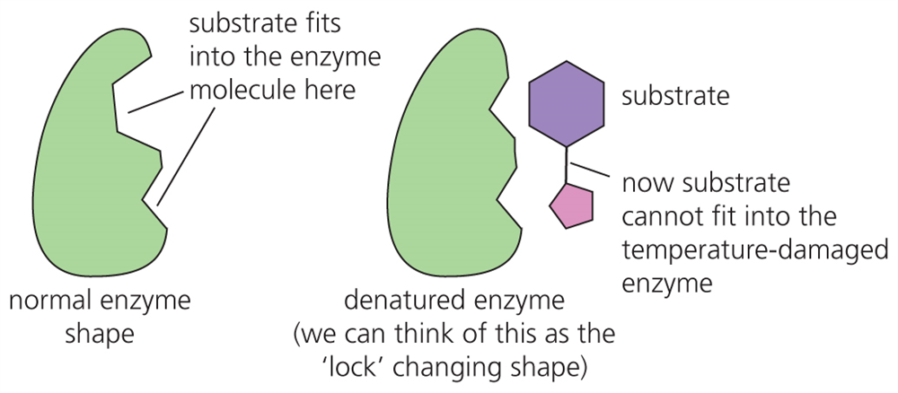 Denatured Enzyme