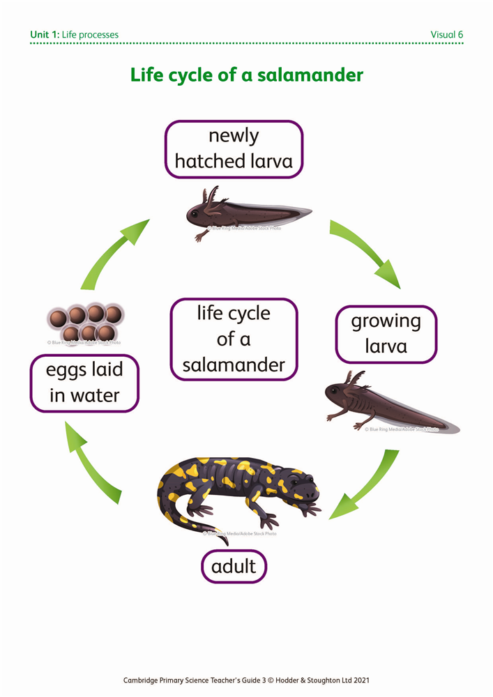 Life Cycle Of A Salamander